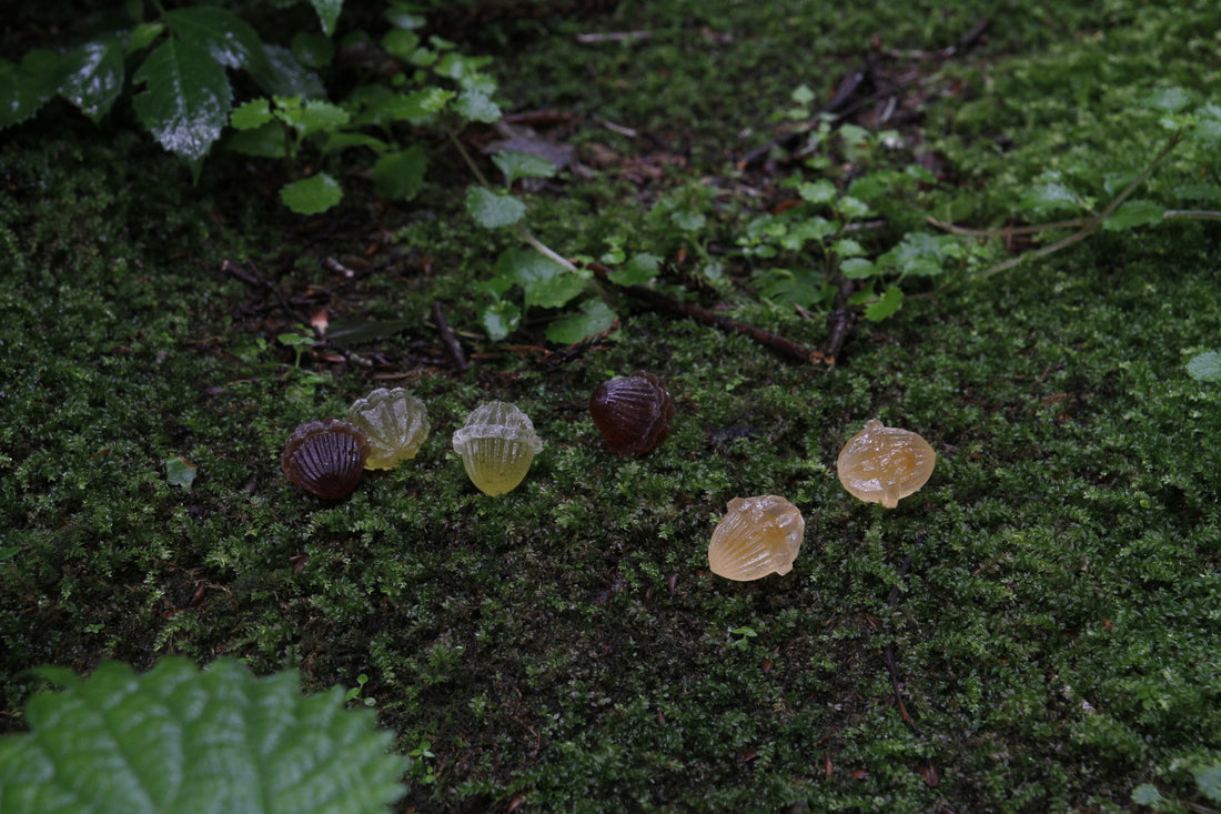 呂色 roiro | 木の実の琥珀糖とパルミジャーノ・レッジャーノのビスキュイ